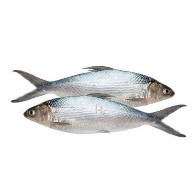 SARANGANI BAY Milkfish 牛奶鱼 800g – Panda Foods